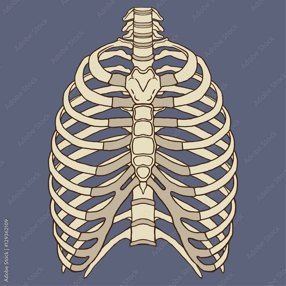 Human Rib Cage Anatomy Vector Stock Vector | Adobe Stock