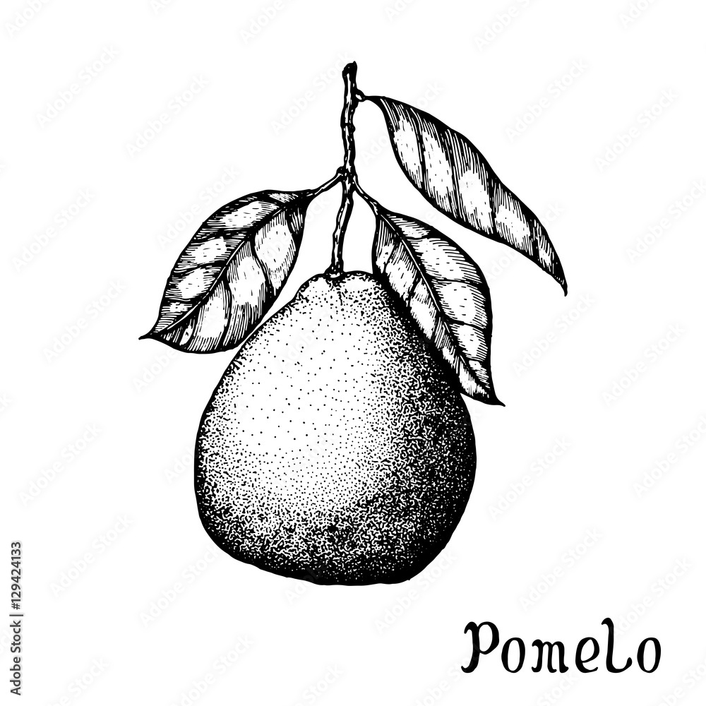 Hand drawn pomelo isolated on white background. Vector illustration of ...