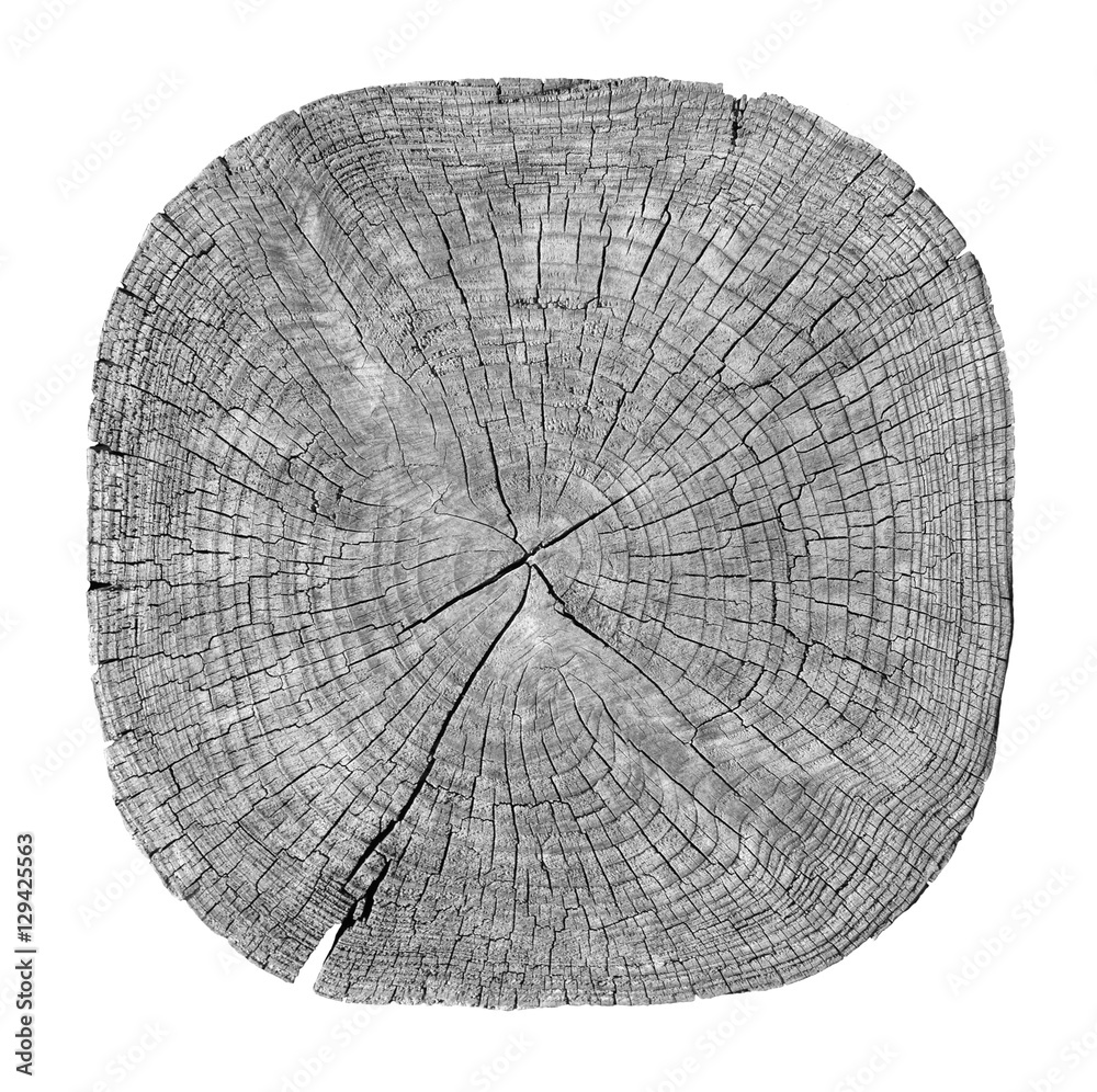 Cross section of tree trunk showing growth rings on white background ...