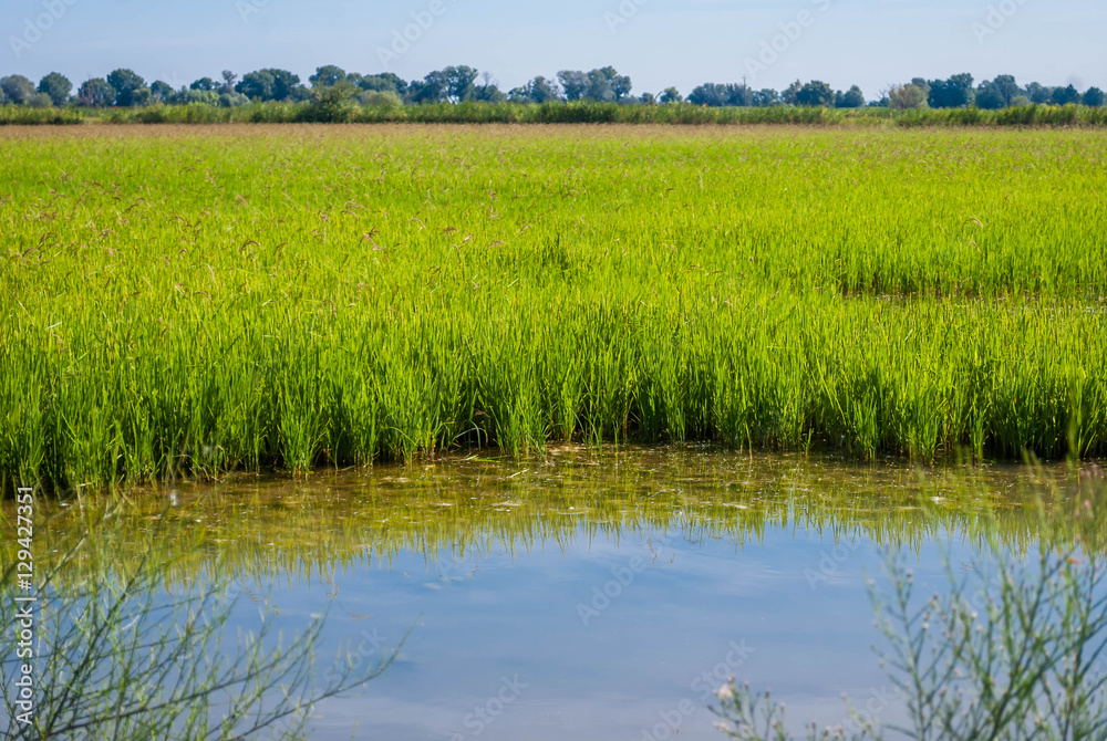 Rizières bio de Camargue. Stock 写真 | Adobe Stock