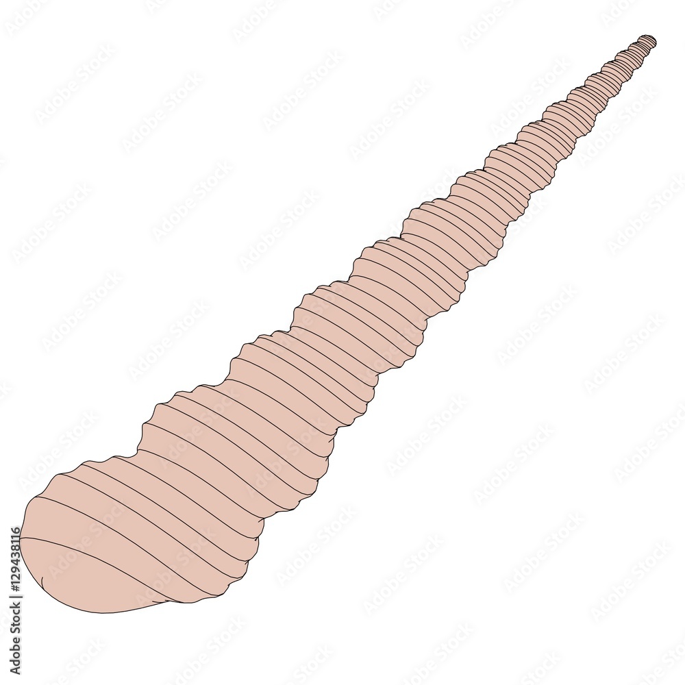 2d cartoon illustration of shell Stock Illustration | Adobe Stock