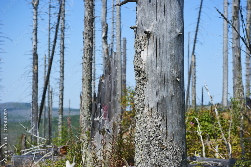 Fotografia do Stock: Forest dieback by bark beetle infestations and ...