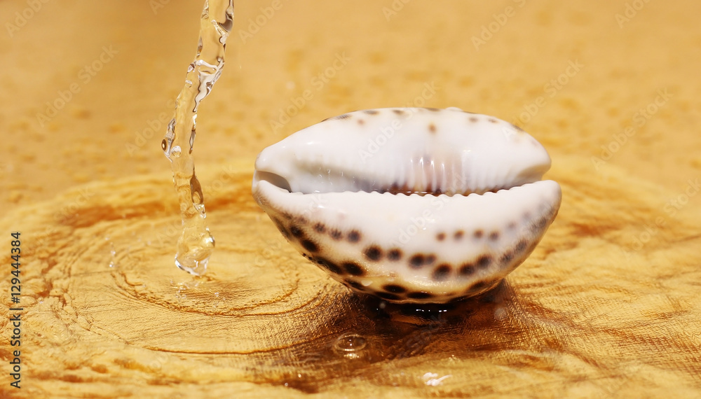 Two seashells under water Stock Photo | Adobe Stock