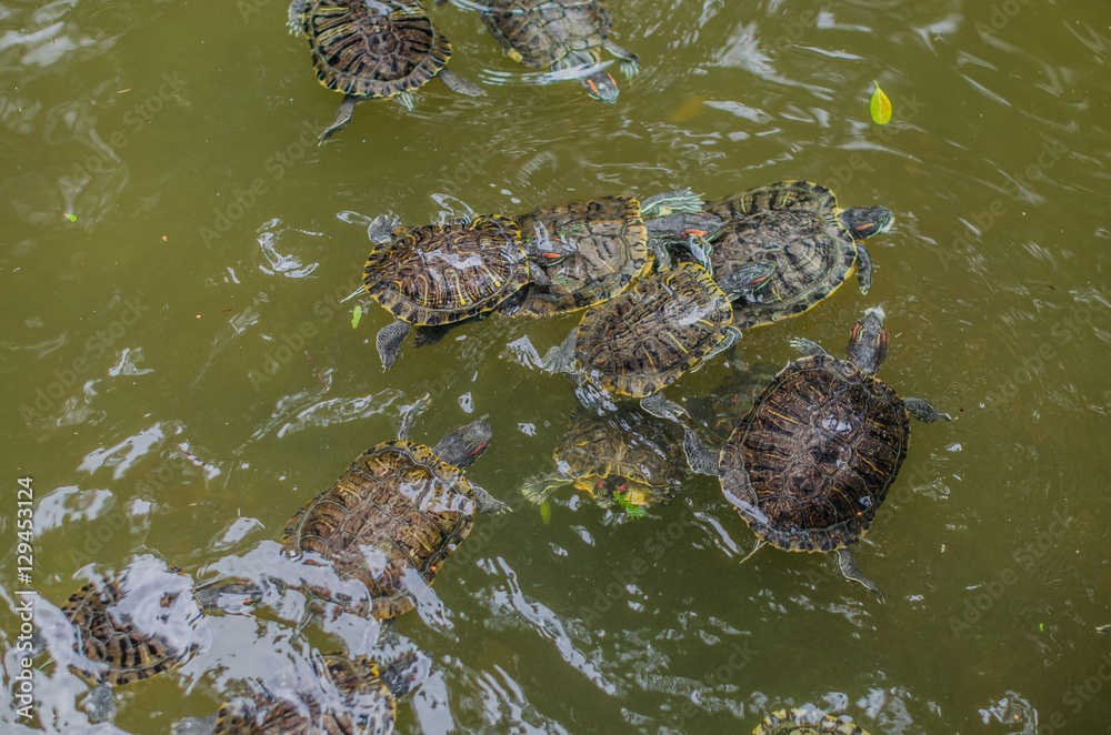 Sea turtles swim in the water park Stock Photo | Adobe Stock