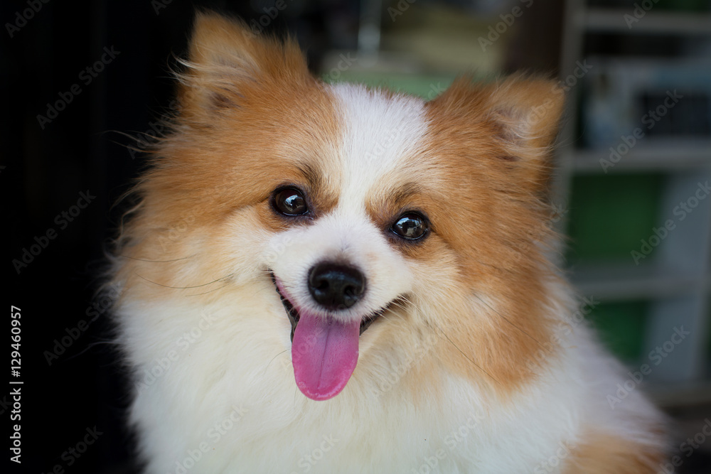 cute white and brown color Pomeranian dog Stock Photo | Adobe Stock