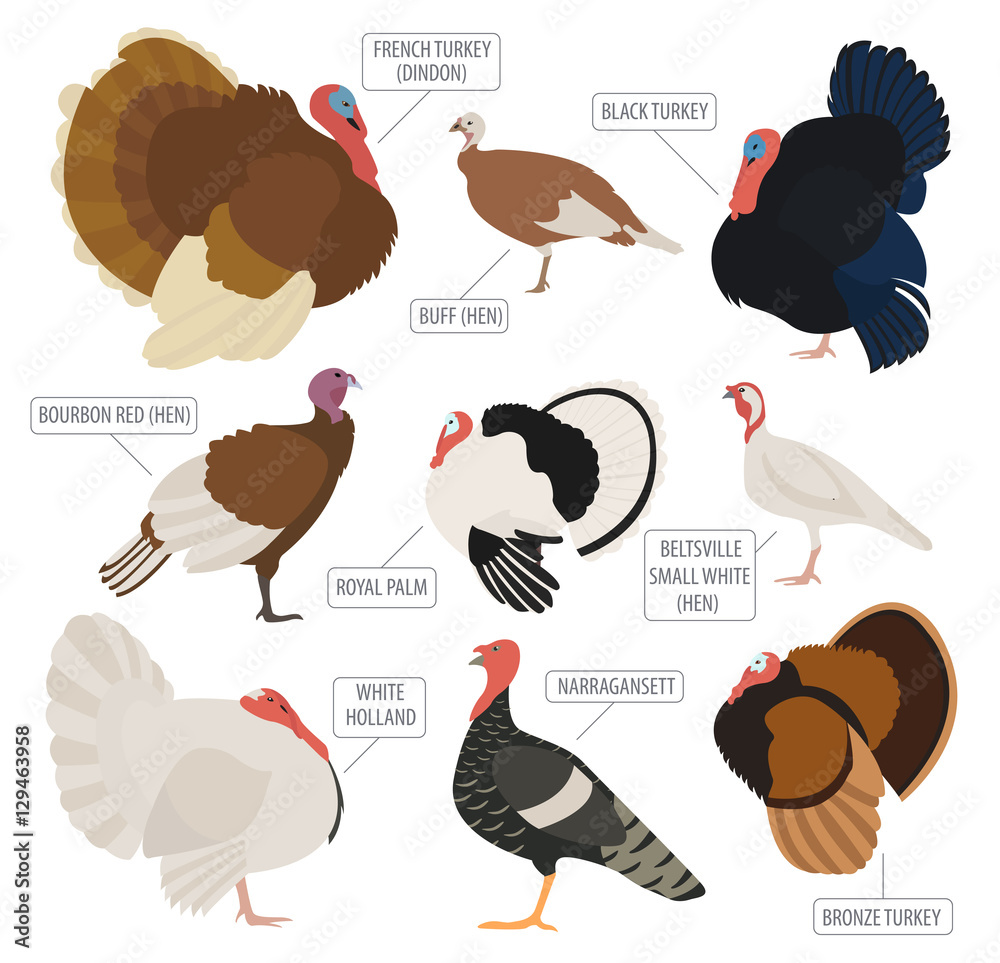 Poultry farming. Turkey breeds icon set. Flat design Stock Vector ...