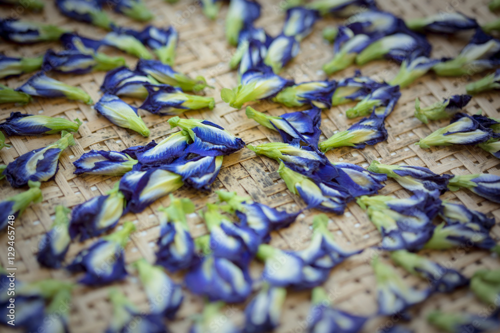 Sun dried butterfly pea flowers to make tea Stock Photo | Adobe Stock