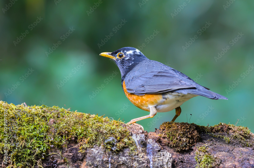 Black-breasted Thrush(Turdus dissimilis), beautiful bird standing on ...