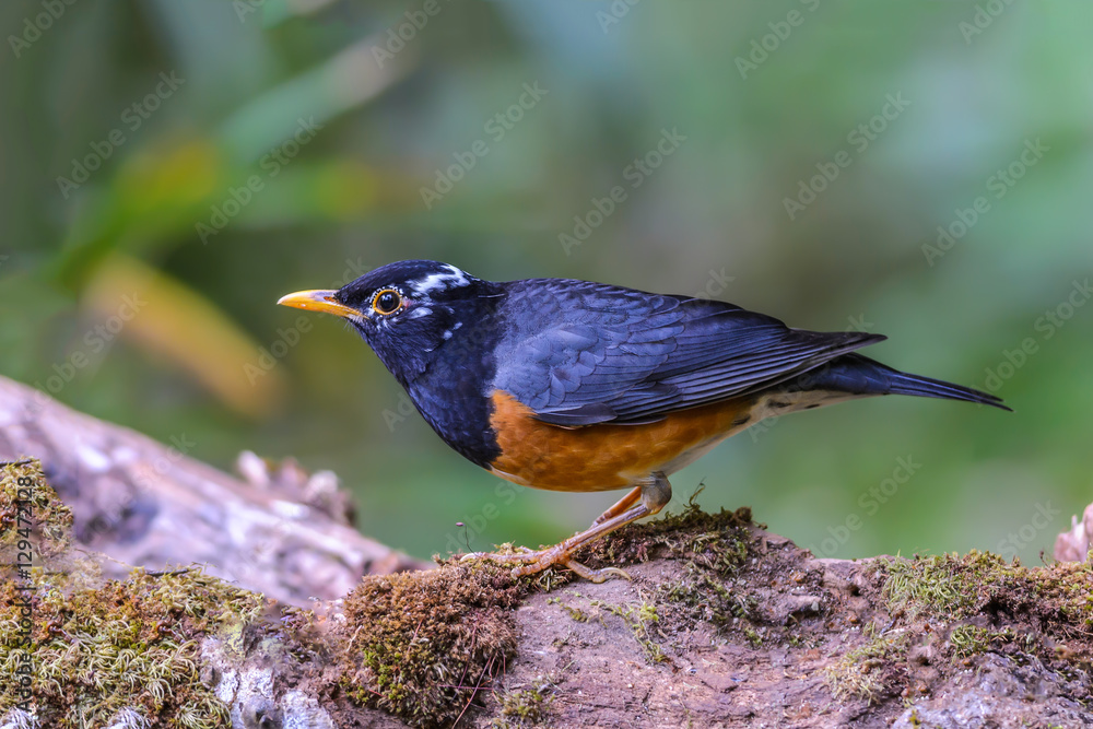 Black-breasted Thrush(Turdus dissimilis), beautiful bird standing on ...