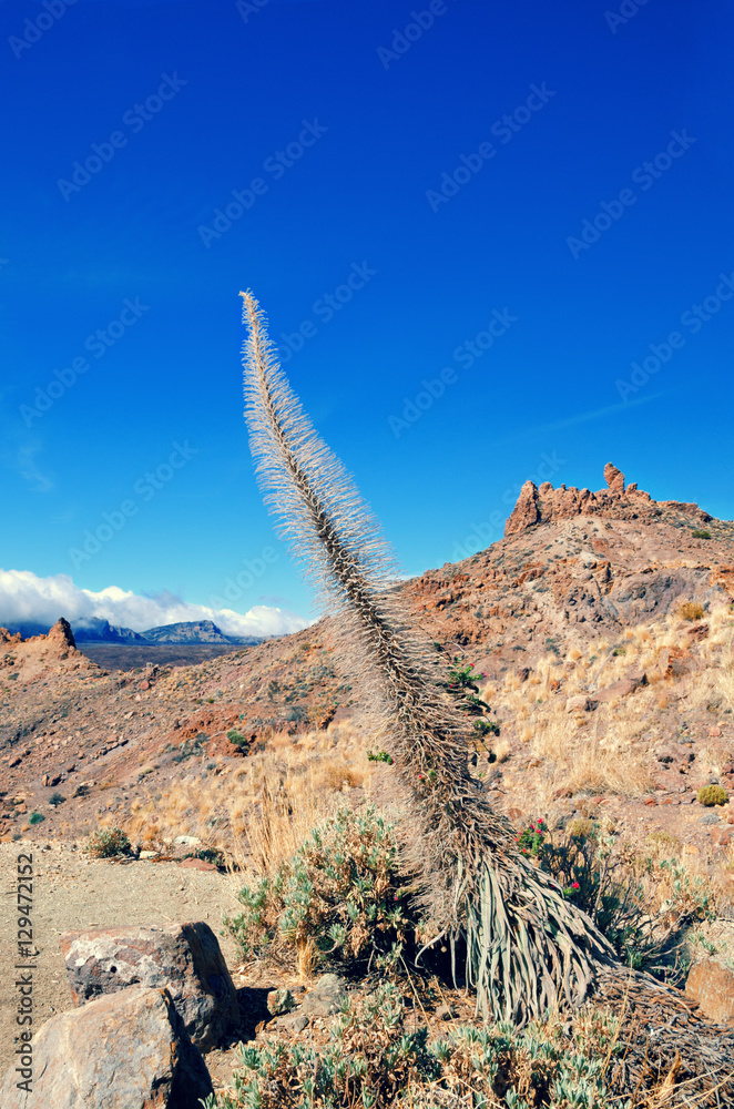 Dried skeleton of Echium wildpretii in Teide National Park, Tenerife ...
