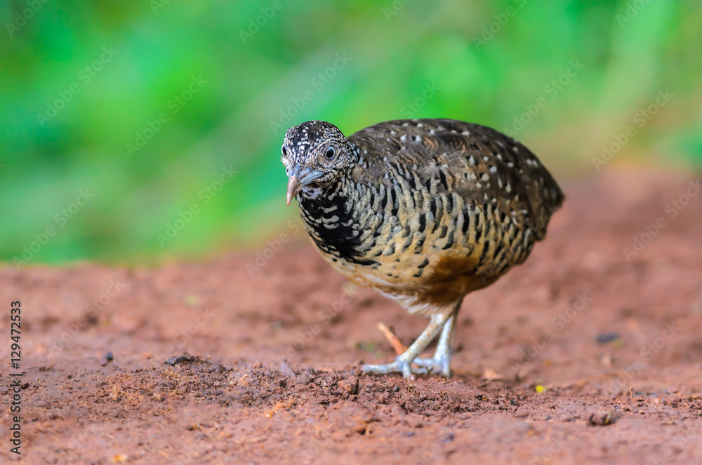 Barred Buttonquail(Turnix suscitator), beautiful bird on the prowl in ...