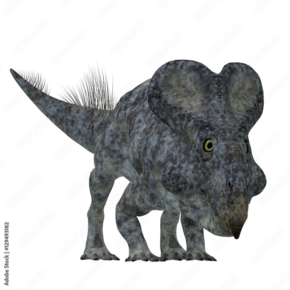 Protoceratops Dinosaur on White - Protoceratops was a herbivorous ...