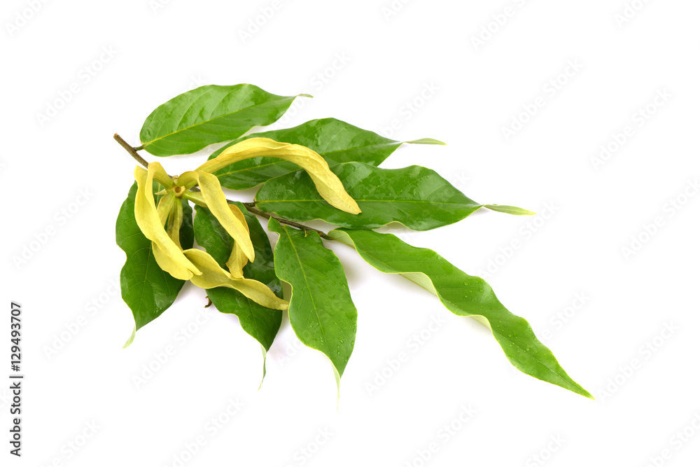Dwarf Ylang-Ylang, Ilang.-Ilang, (Cananga fruticosa) flower native of ...