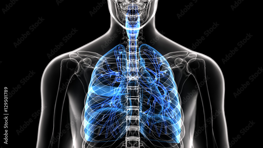 Male anatomy of human respiratory system in x-ray. 3d render Stock ...