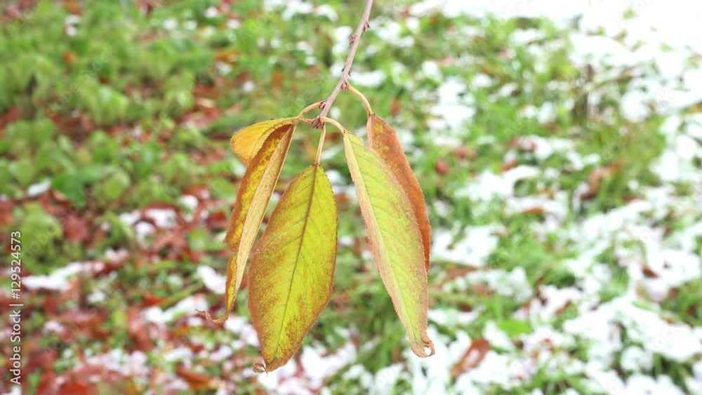 Autumn leaves of bird-cherry tree - Prunus maackii Stock Video | Adobe ...