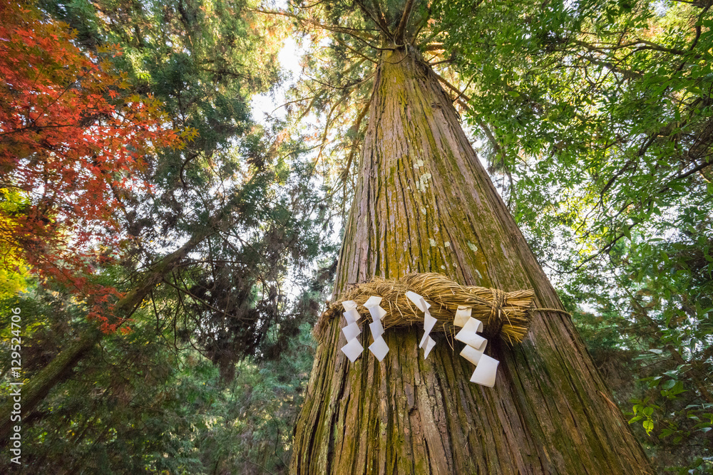 Divine Tree (A yorishiro in Shinto terminology is an object capa Stock ...