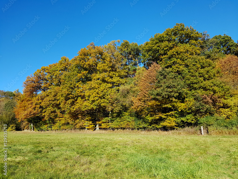 Eichenwald, Herbst; Eichenblaetter; Quercus; Robur Stock-Foto | Adobe Stock
