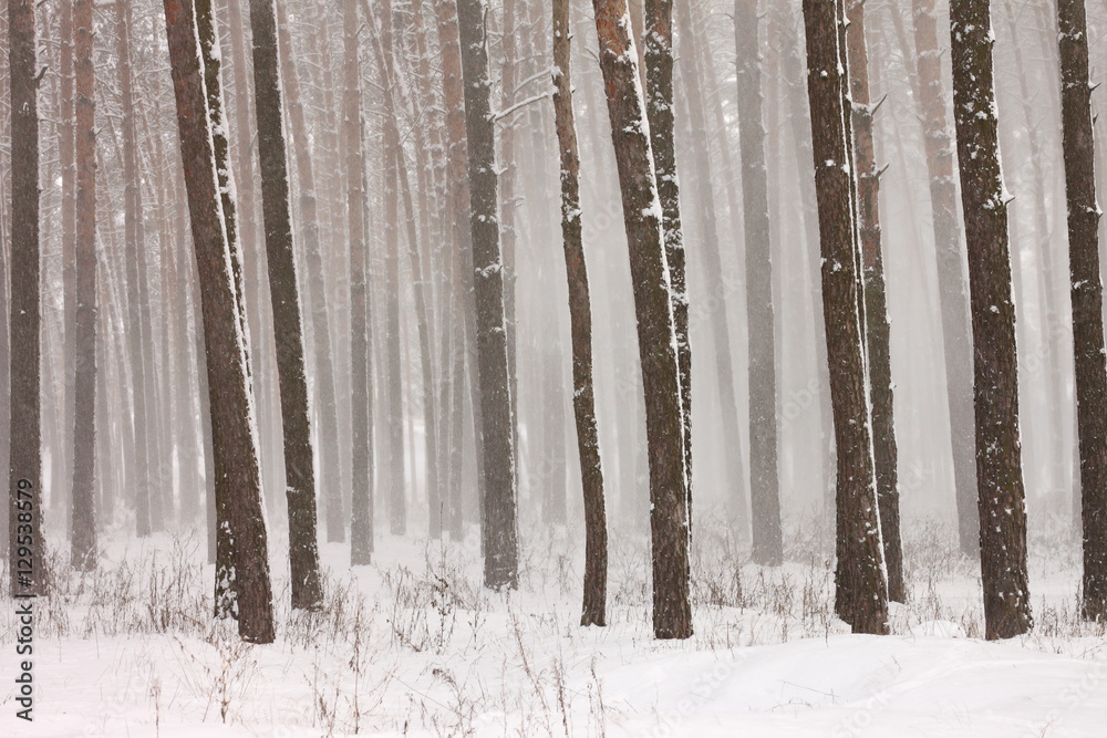 Snow covered pine trees in winter forest. Winter forest with trees ...