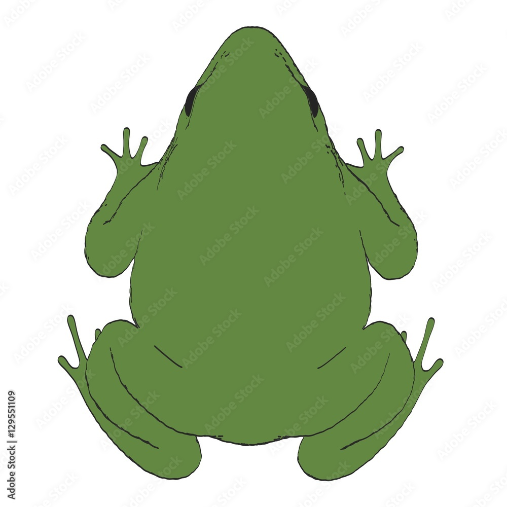 2d cartoon illustration of bufo bufo Stock Illustration | Adobe Stock