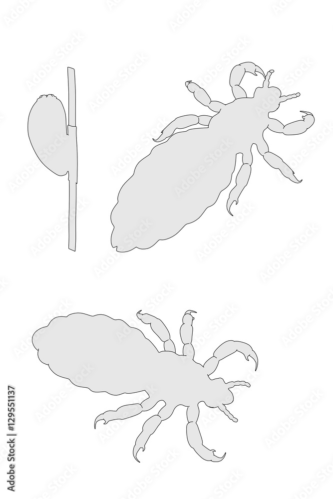 2d cartoon illustration of lice set Stock Illustration | Adobe Stock