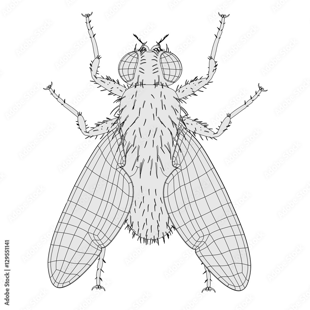 2d cartoon illustration of musca domestica Stock Illustration | Adobe Stock