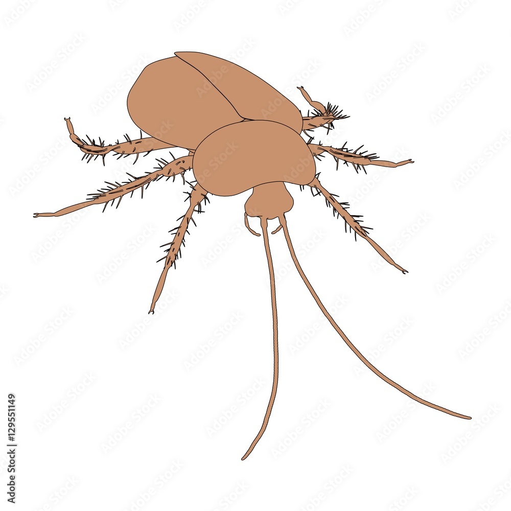 2d cartoon illustration of cockroach Stock Illustration | Adobe Stock
