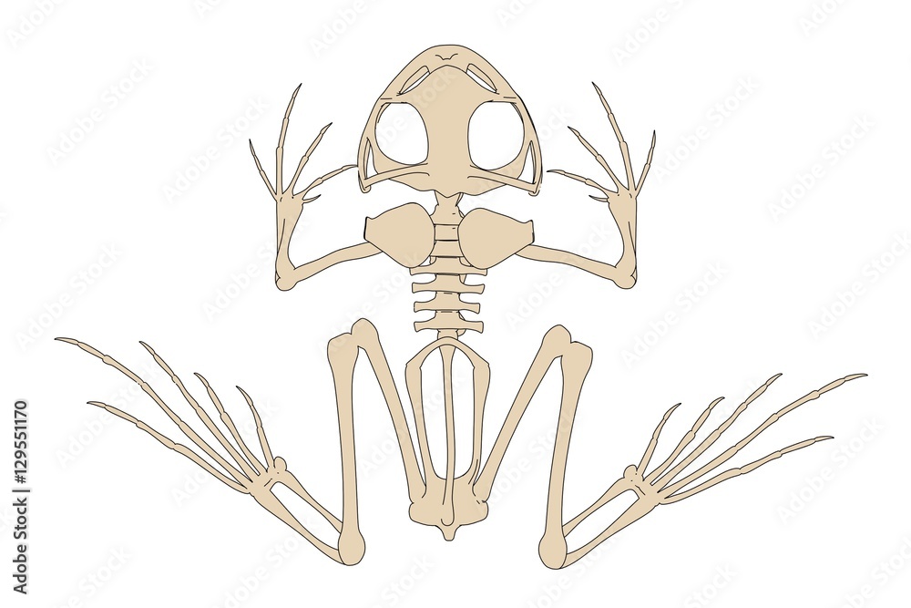 2d cartoon illustration of toad skeleton Stock Illustration | Adobe Stock