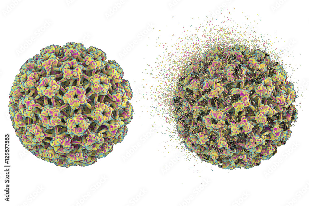 Destruction of Human Papillomavirus (HPV) isolated on white background ...