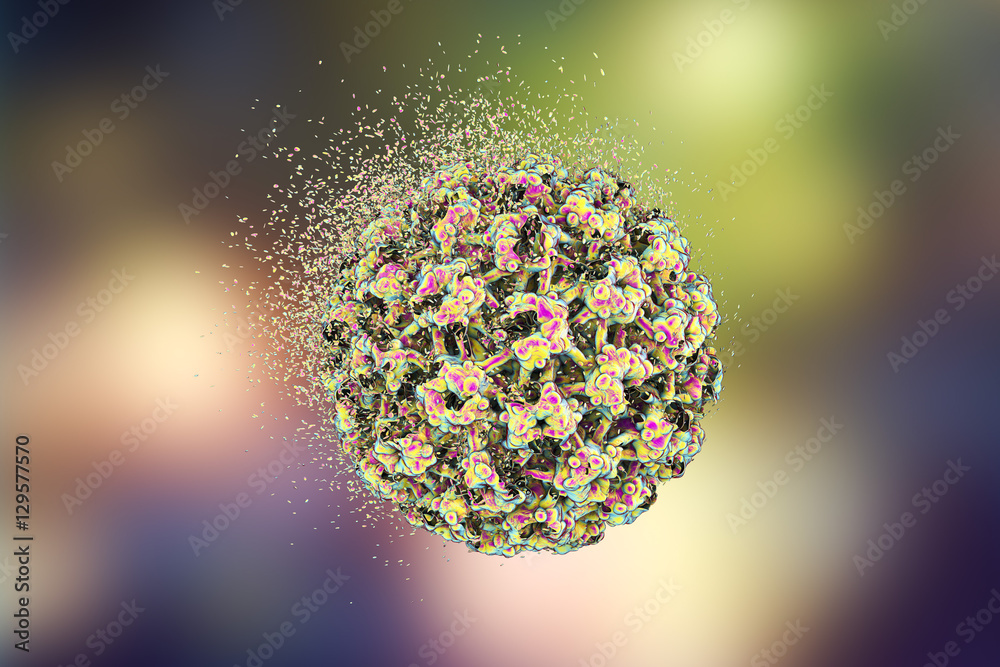 Destruction of Human Papillomavirus (HPV), 3D illustration. Concept for ...