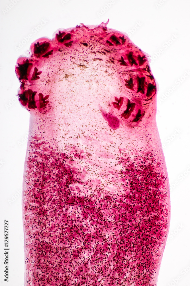 Flukes infestation (parasite) under microscope view. Stock Photo ...