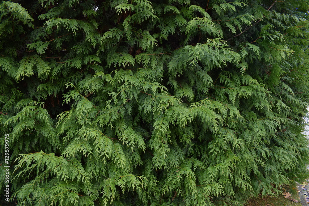 Fondos naturales: hojas de pinos. Stock Photo | Adobe Stock