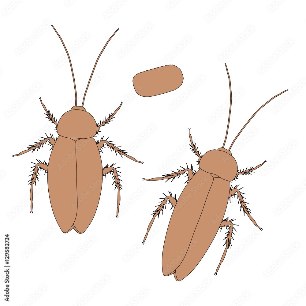 2d cartoon illustration of cockroach Stock Illustration | Adobe Stock