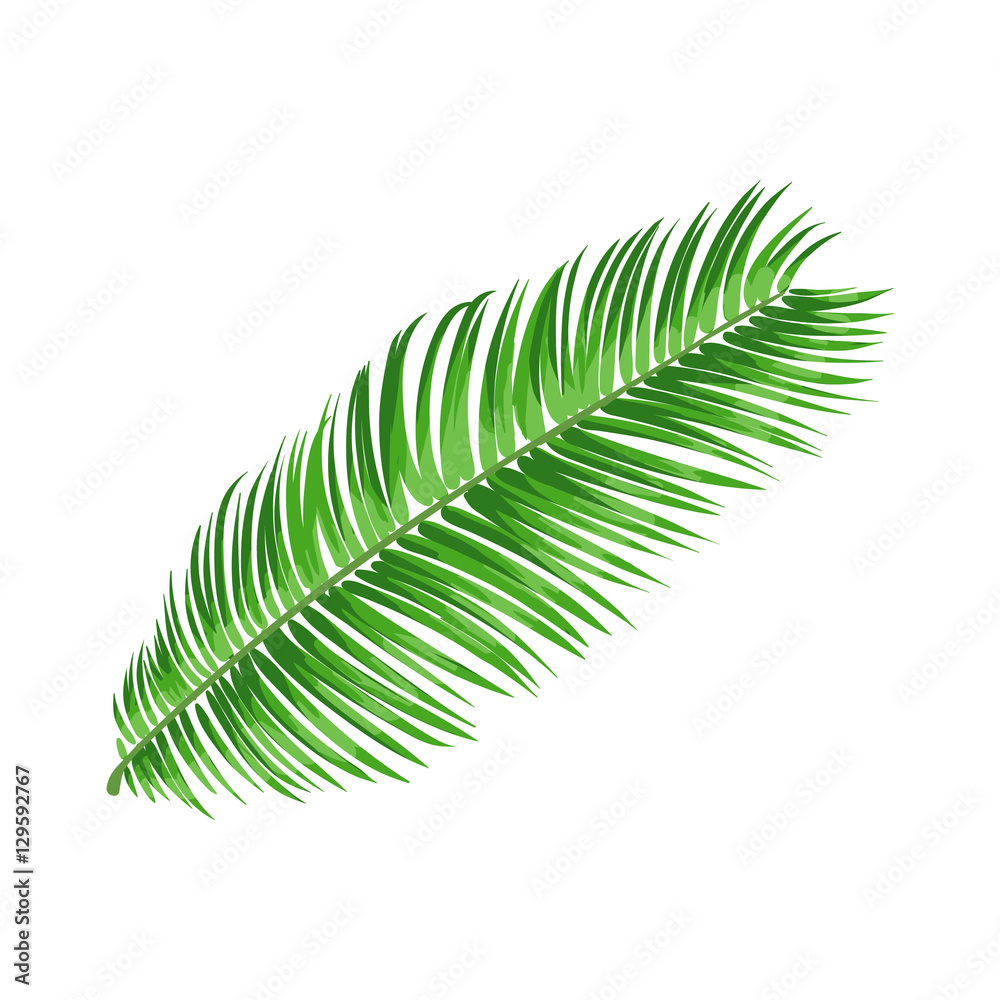 Full fresh leaf of sago palm tree, vector illustration isolated on ...