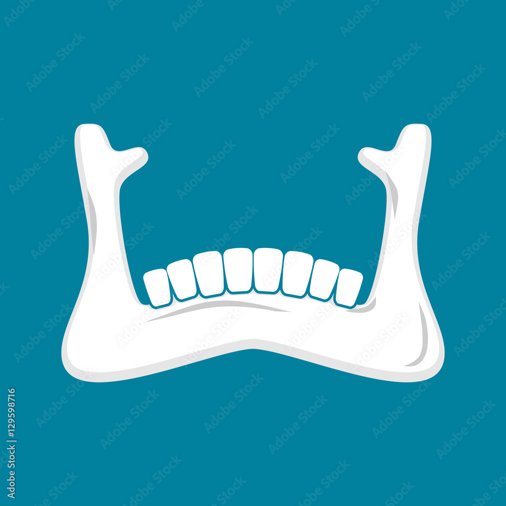 Mandible human isolated. Lower jaw. Anatomy of bone. Part of sku Stock ...