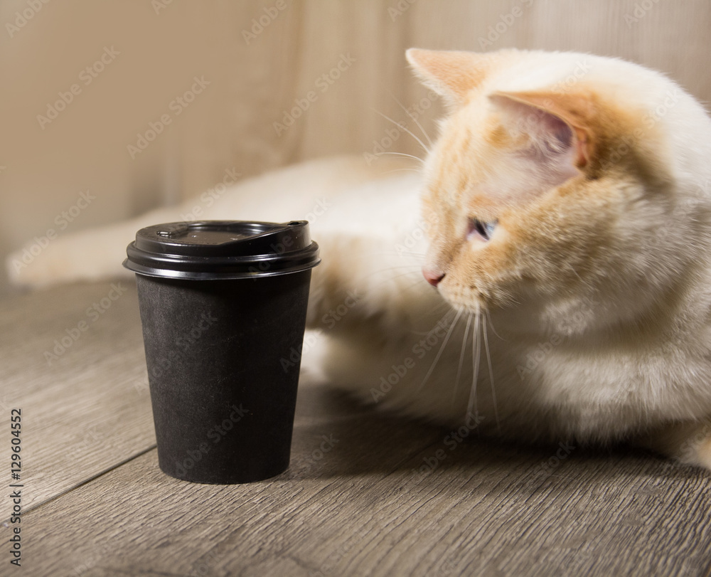 Tired Coffee Cat