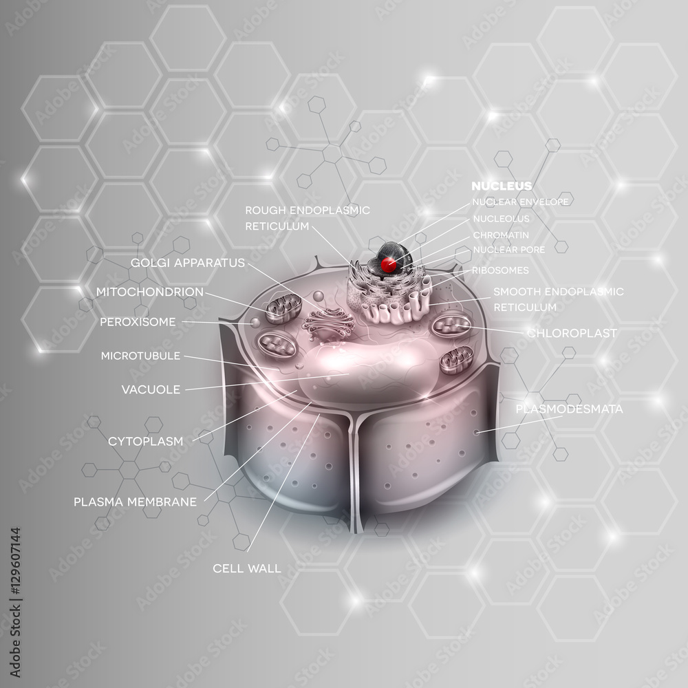 Plant Cell structure, cross section of the cell detailed anatomy on a ...
