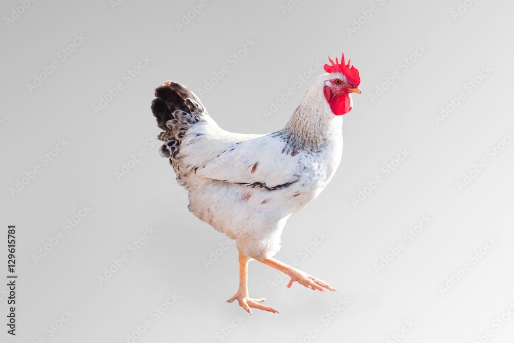 Broiler rooster (isolated). Stock Photo | Adobe Stock