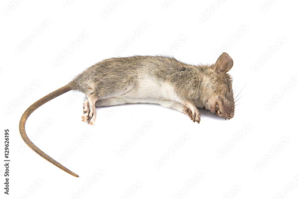 Dead rat (Mouse), on white background Stock Photo | Adobe Stock