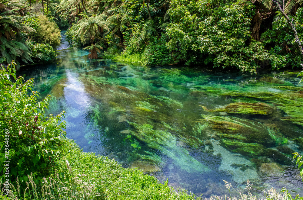Blue Spring which is located at Te Waihou Walkway,Hamilton New Zealand ...