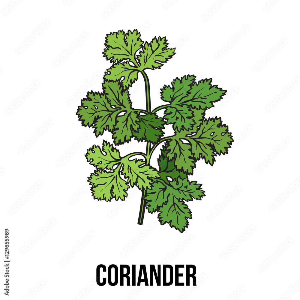 Coriander herb, cilantro, Chinese parsley leaves, sketch style vector ...