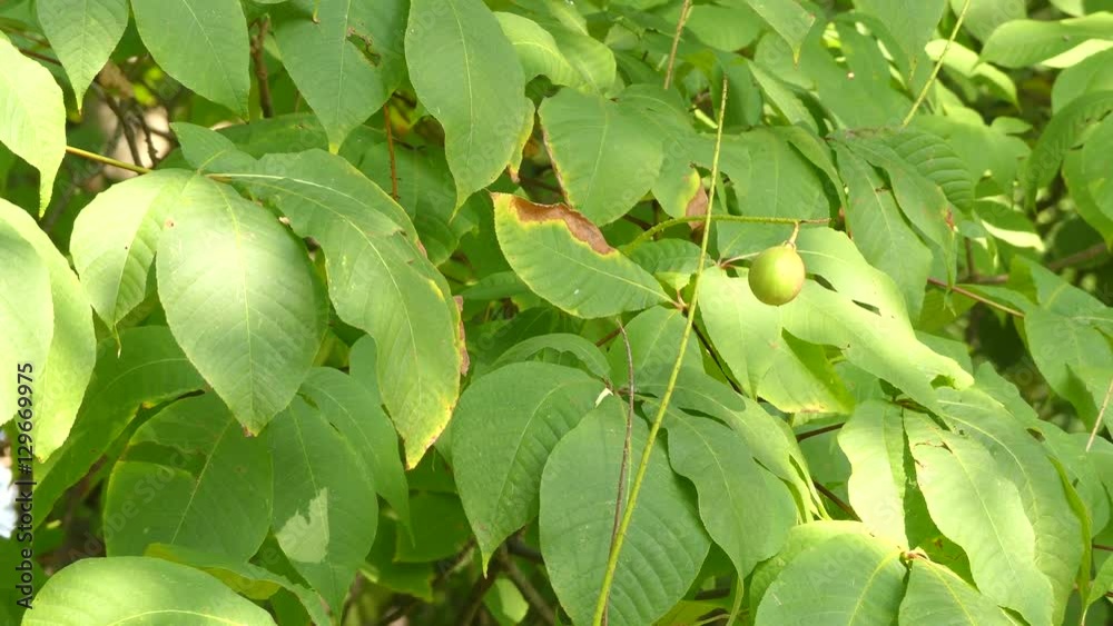 Aesculus parviflora (bottlebrush buckeye) is species of buckeye. It is ...