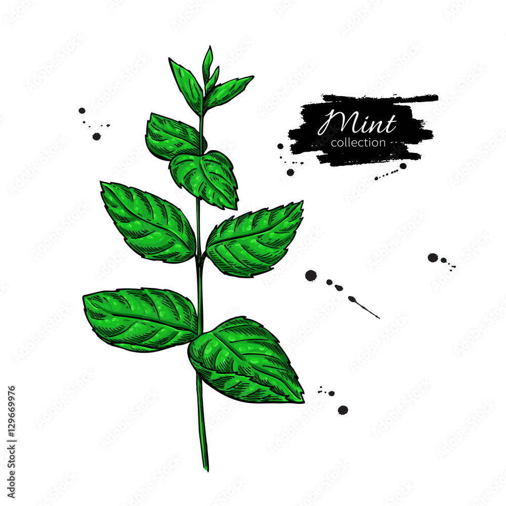 Mint vector drawing. Isolated plant and leaves. Herbal hand drawn Stock ...
