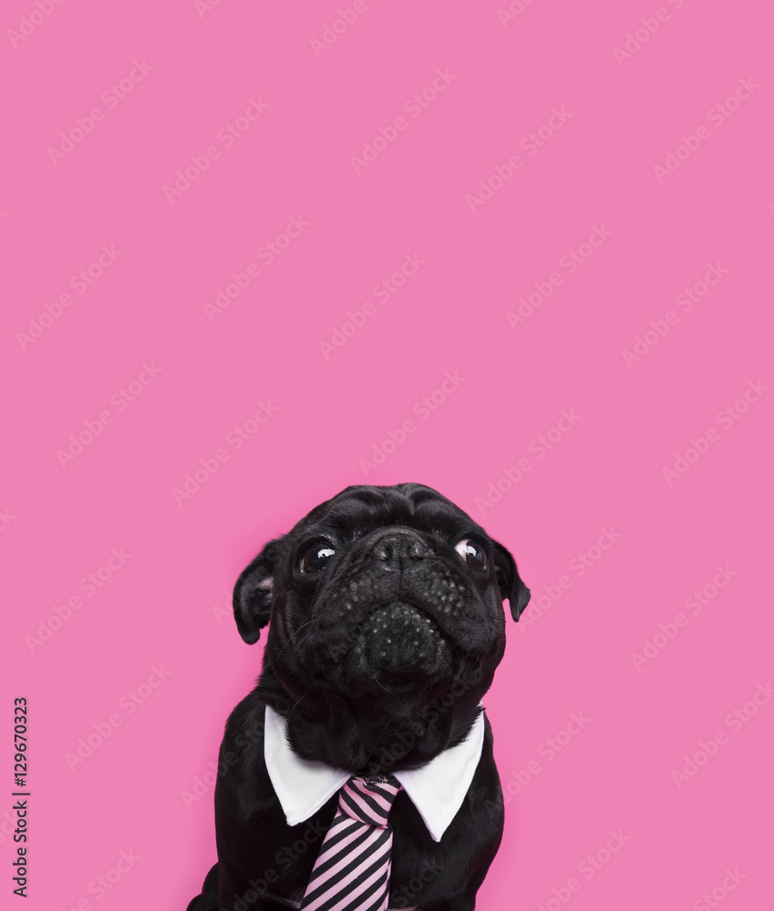 Funny pug dog lean out on pink background. Puppy wearing bow tie ...