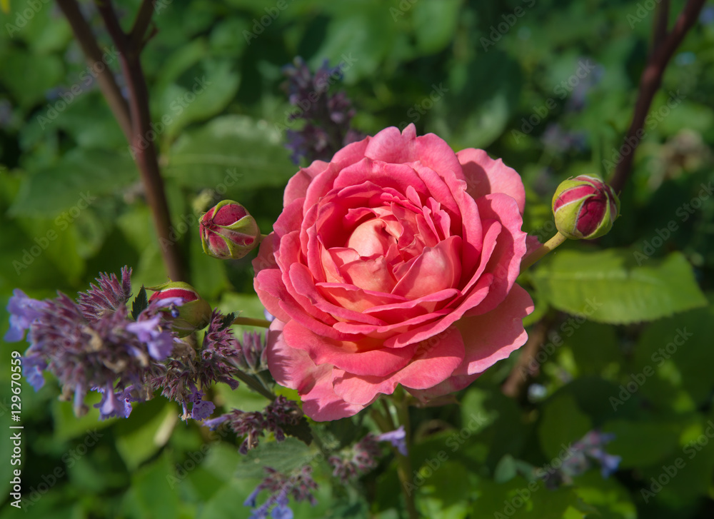 Jubilee Celebration Rose