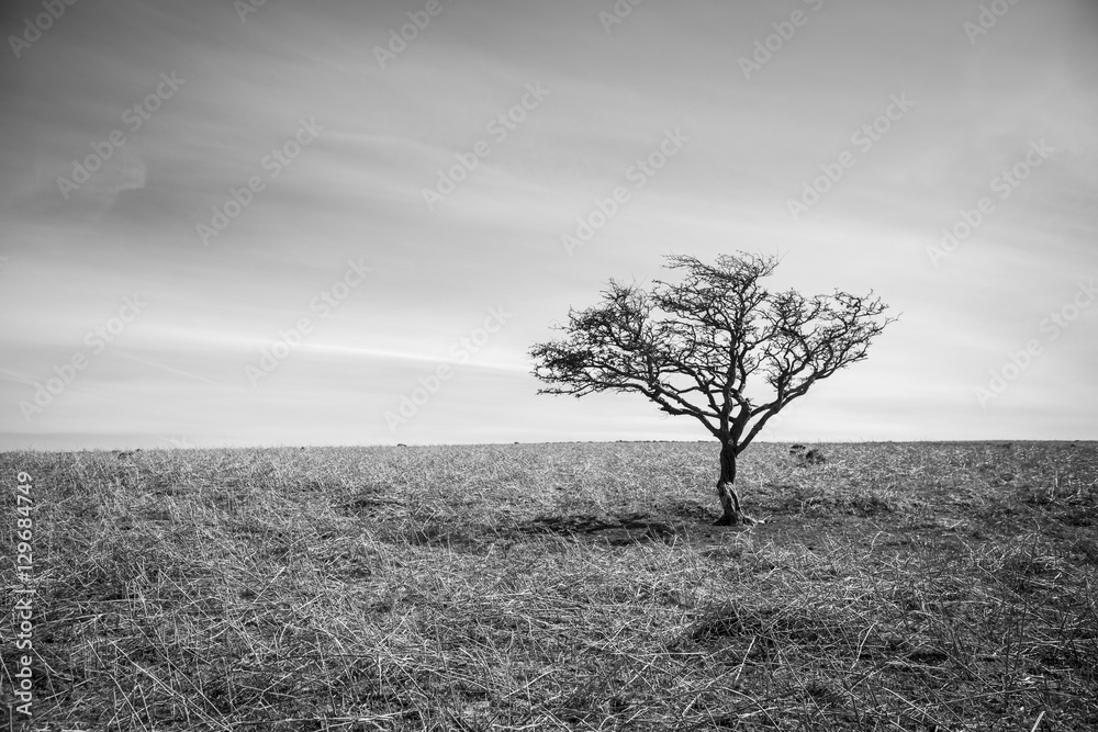Dead Trees Black And White Photography
