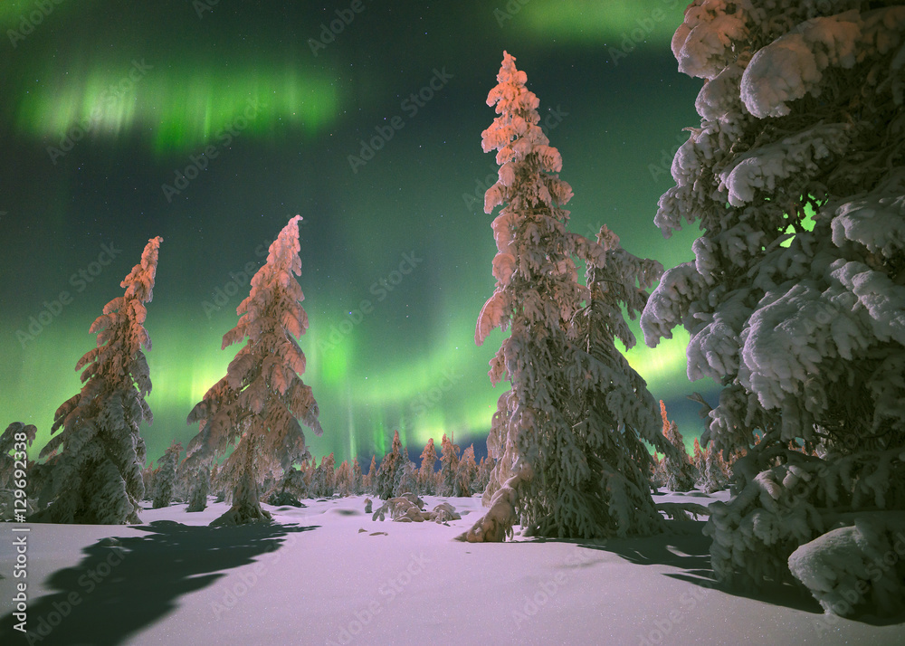 Northern Lights - Aurora borealis over snow-covered forest. Beautiful ...