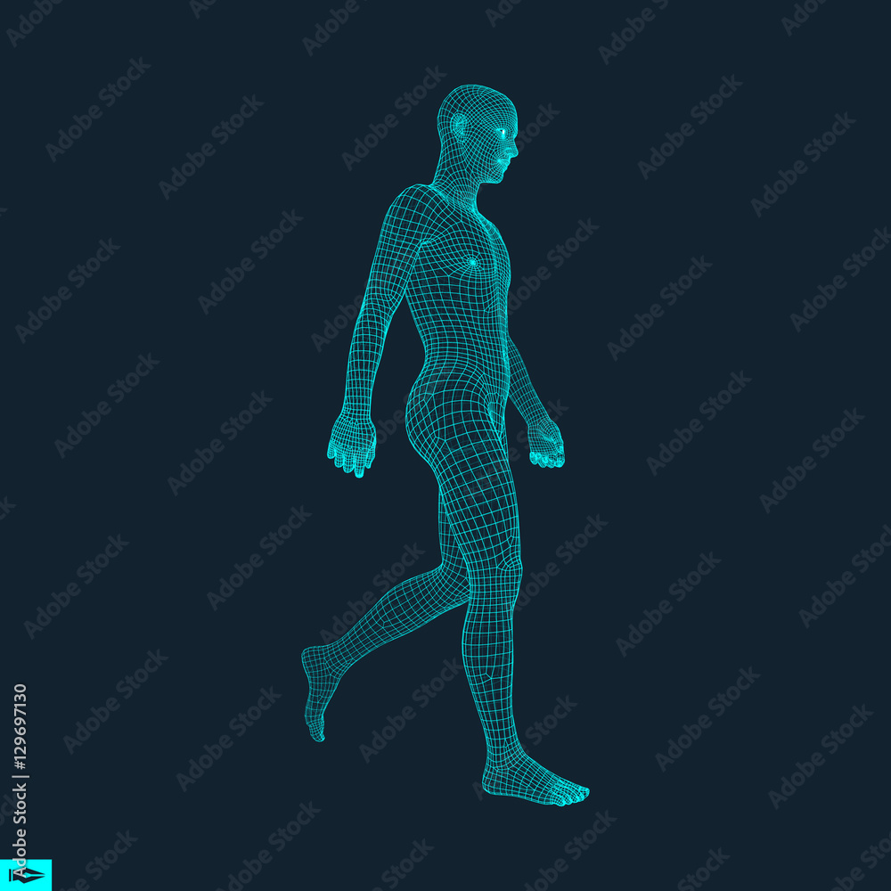 Walking Man. 3D Human Body Model. Human Body Wire Model. vector de ...