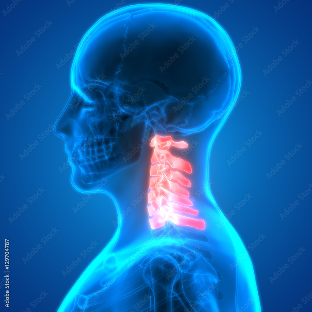 Spinal cord a Part of Human Skeleton Anatomy (Cervical vertebrae) Stock ...