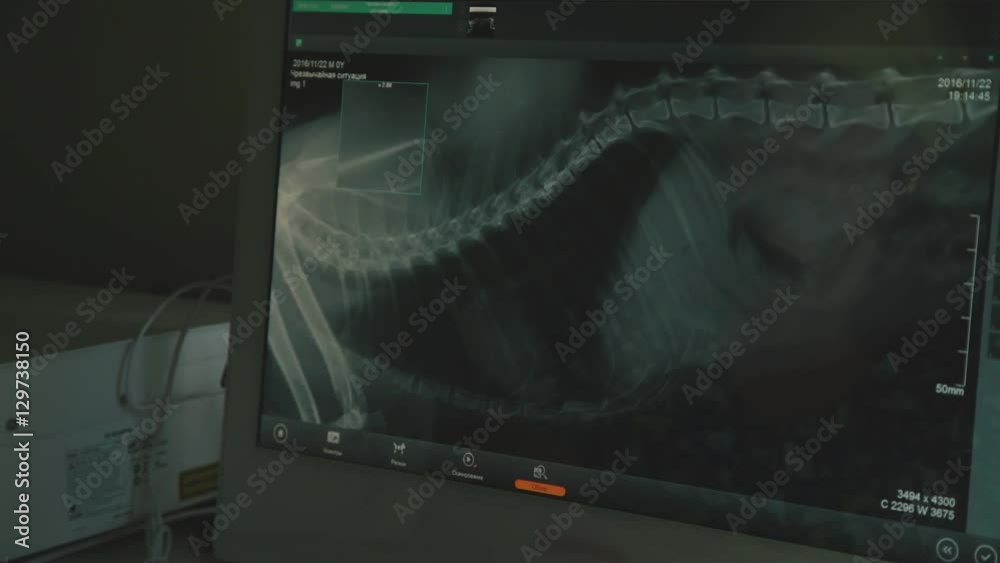 Screen computer monitor: X-ray picture of a dog skeleton. The doctor is ...