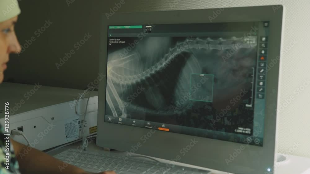 Screen computer monitor: X-ray of an animal. The doctor is a ...